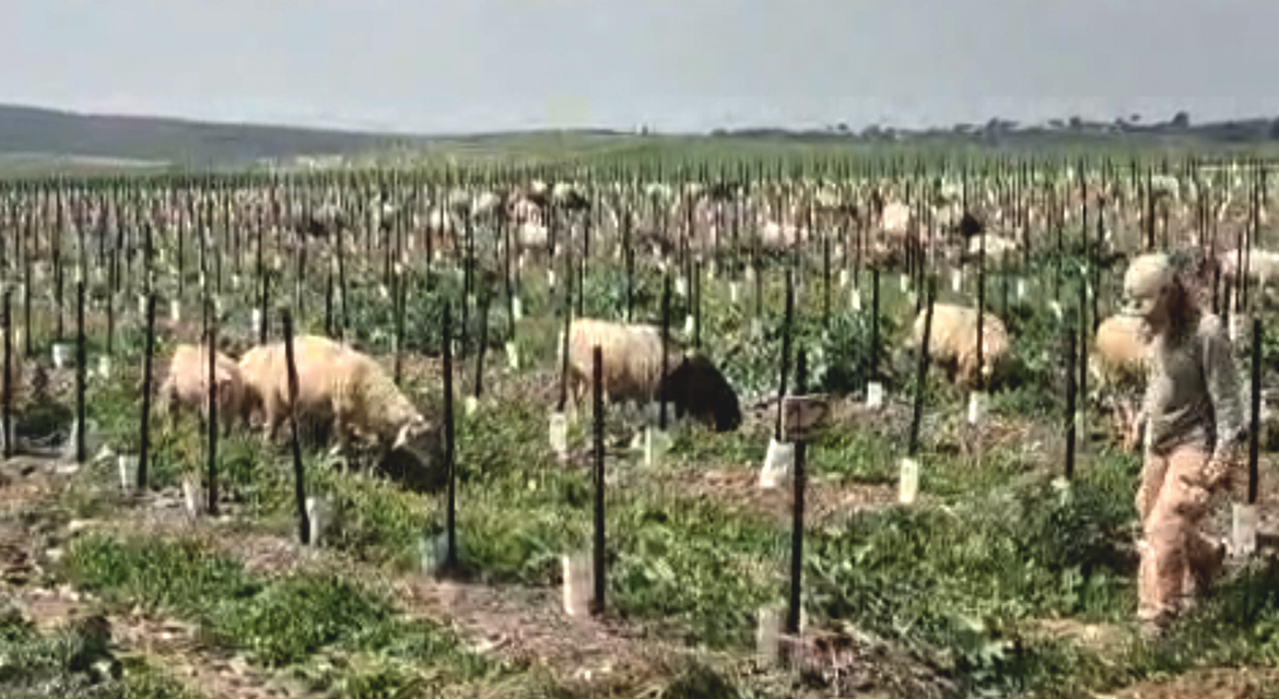 Rimon Farms: Healing PTSD in Nature » UJA-Federation of New York